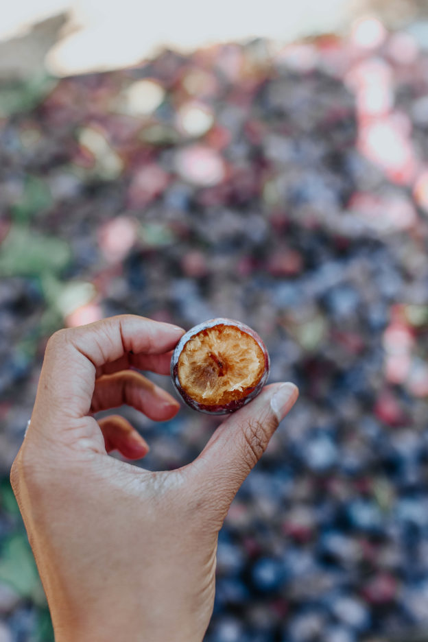 My Trip to Sonoma and Everything I Learned About California Prunes ...